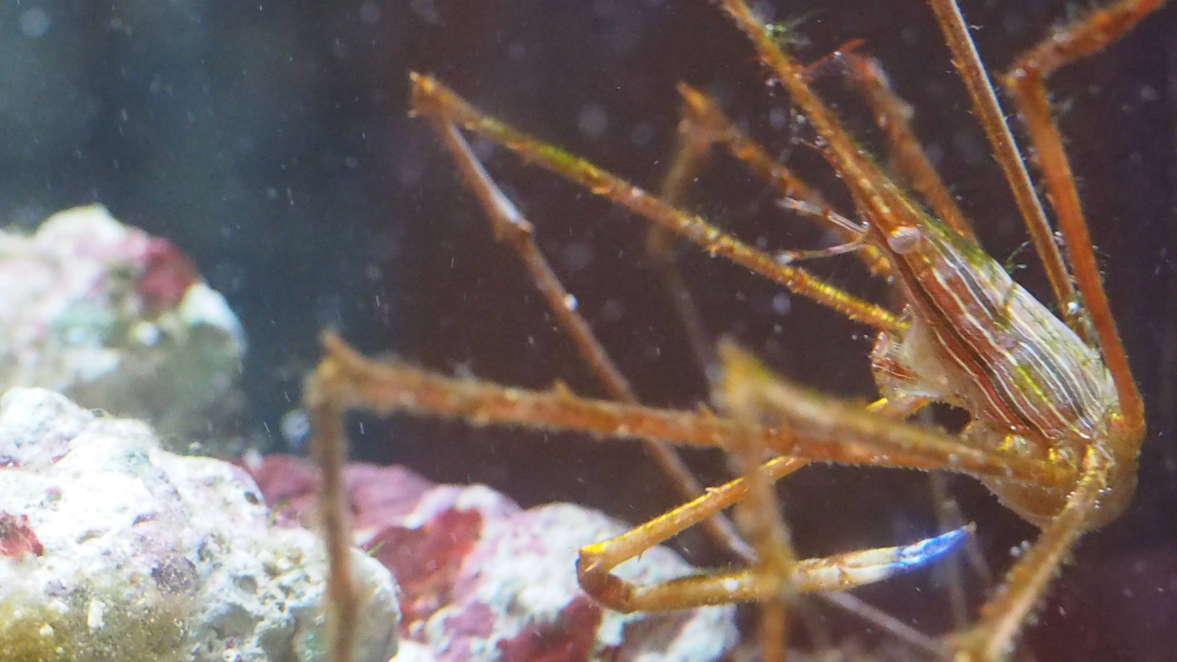 Yellowline Arrow Crab