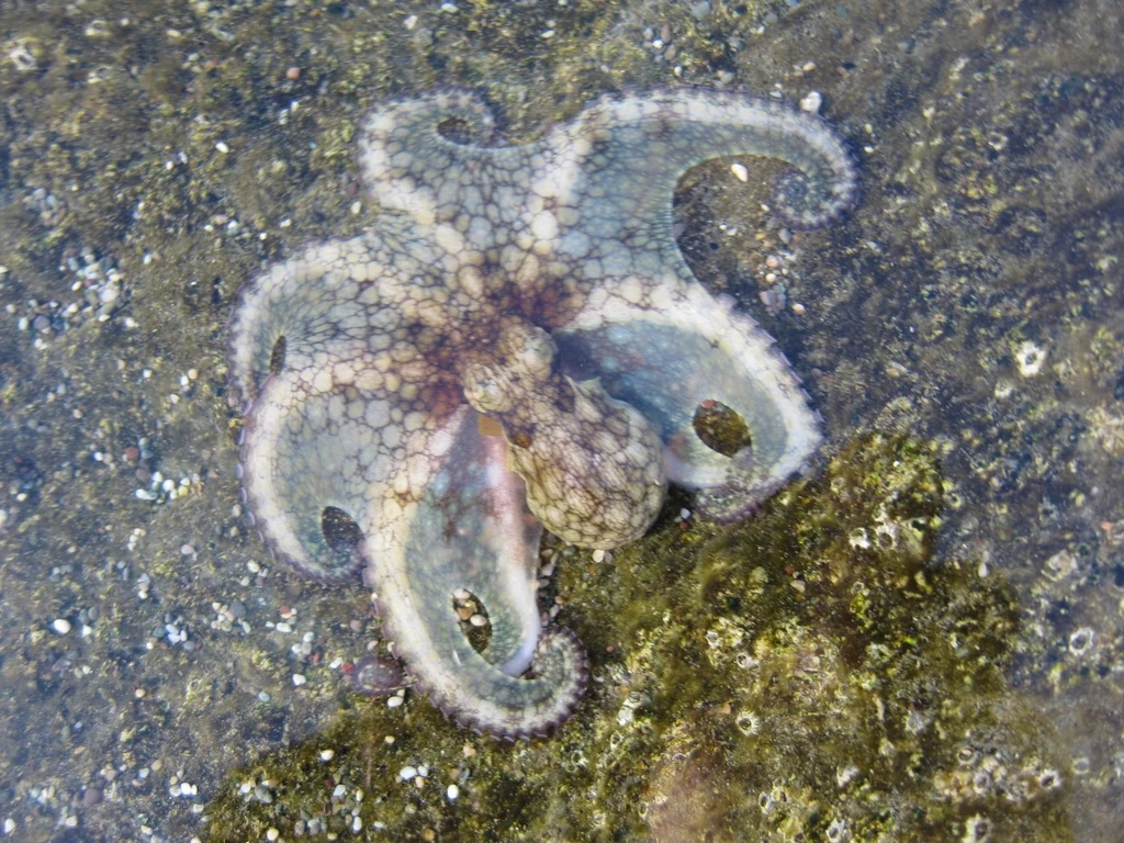 Hubb's Octopus | NatureRules1 Wiki | Fandom