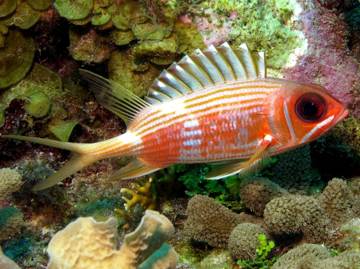 Squirrelfish