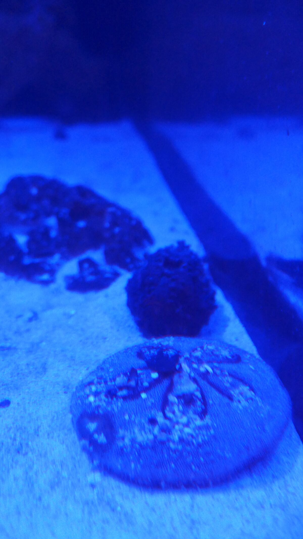 Pitted Stonefish | NatureRules1 Wiki | Fandom