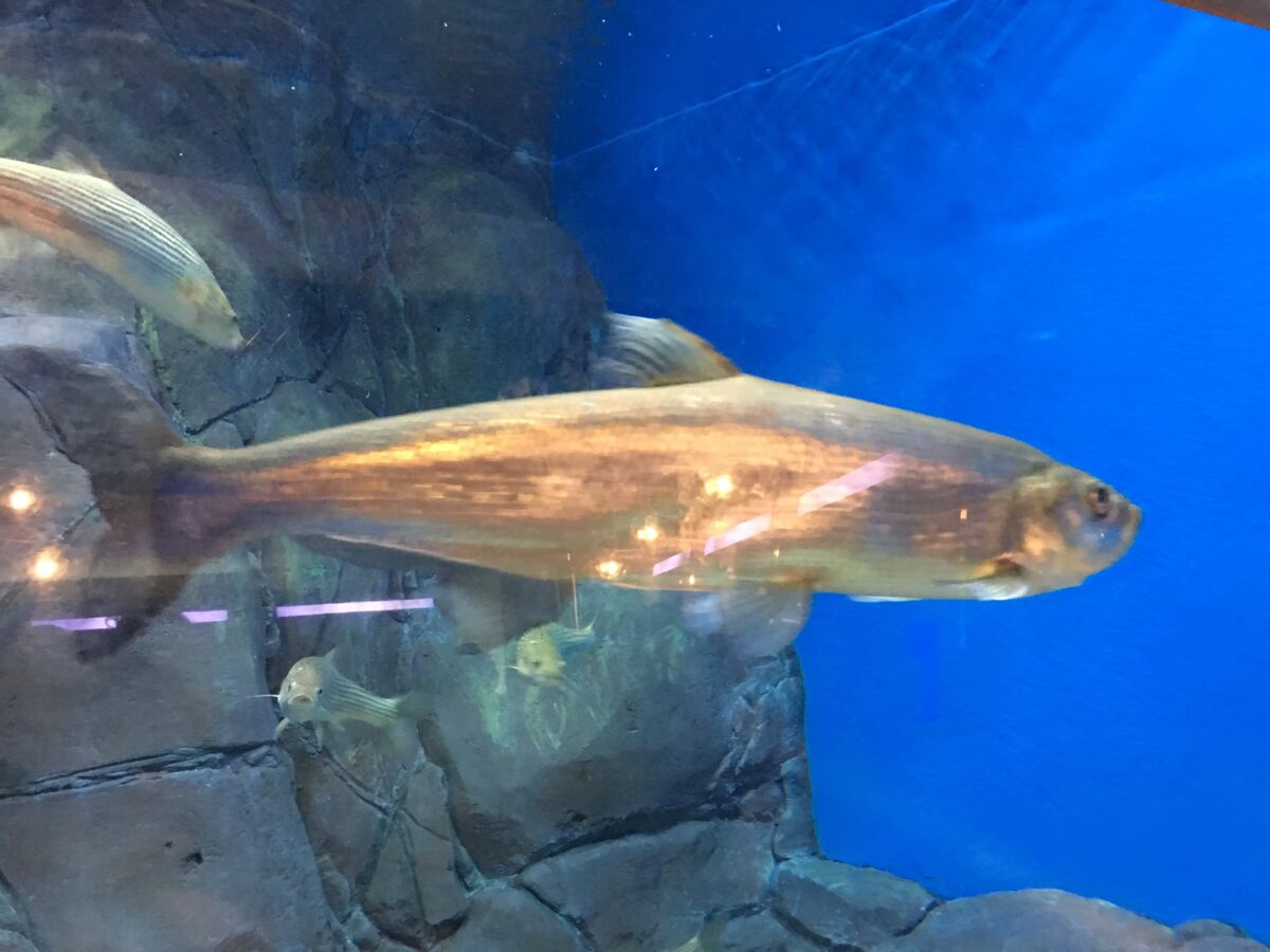 Predatory Carp | NatureRules1 Wiki | Fandom