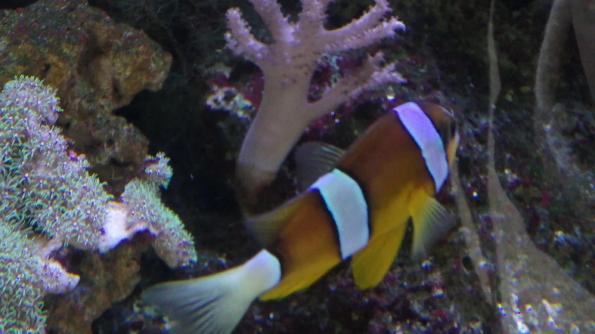 Red Sea Clownfish | NatureRules1 Wiki | Fandom