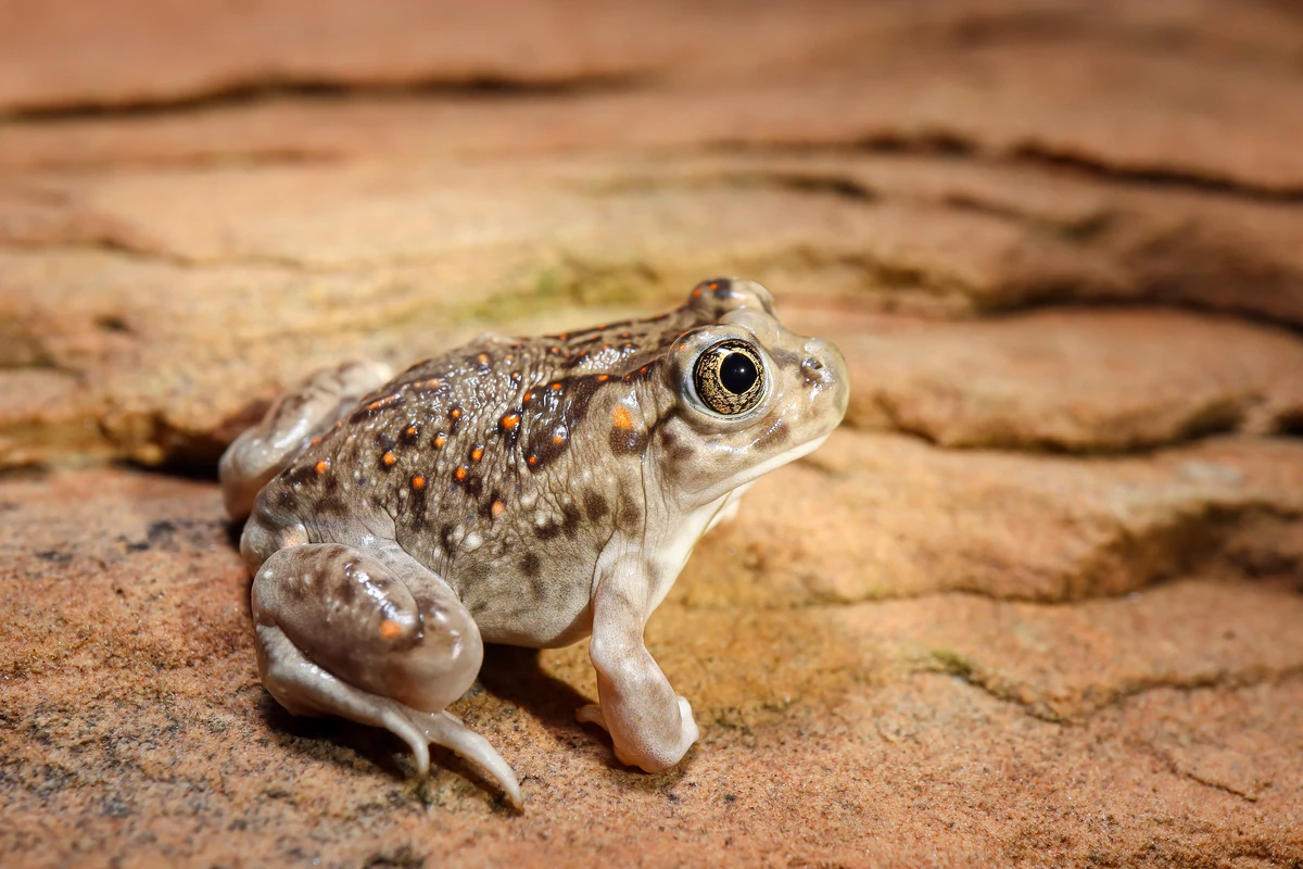 Plains Spadefoot Toad | NatureRules1 Wiki | Fandom