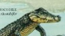 Cuban Crocodile | NatureRules1 Wiki | Fandom