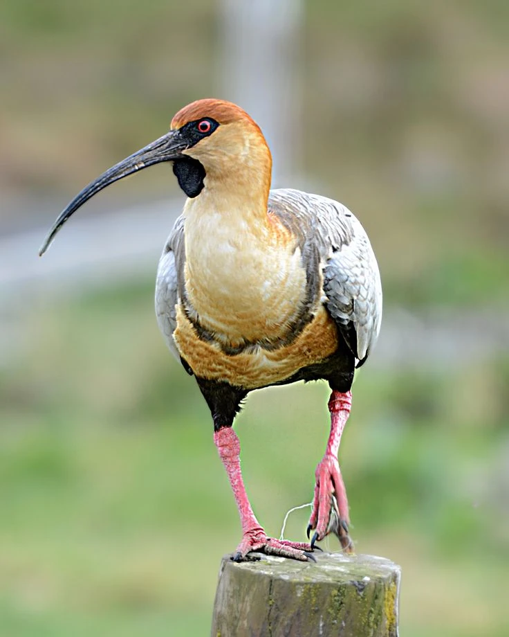 Black-faced Ibis | NatureRules1 Wiki | Fandom