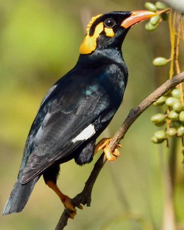 Hill Myna