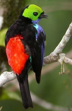 Paradise Tanager