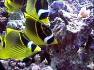 Raccoon Butterflyfish | NatureRules1 Wiki | Fandom