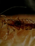 Head Louse | NatureRules1 Wiki | Fandom