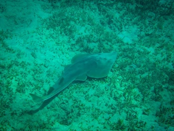 Halavi Guitarfish | NatureRules1 Wiki | Fandom