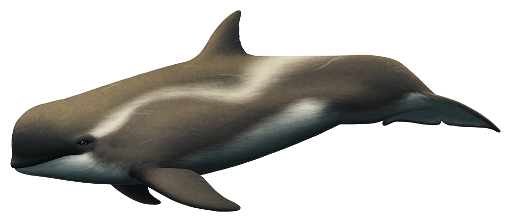 Orcinus Citoniensis | NatureRules1 Wiki | Fandom