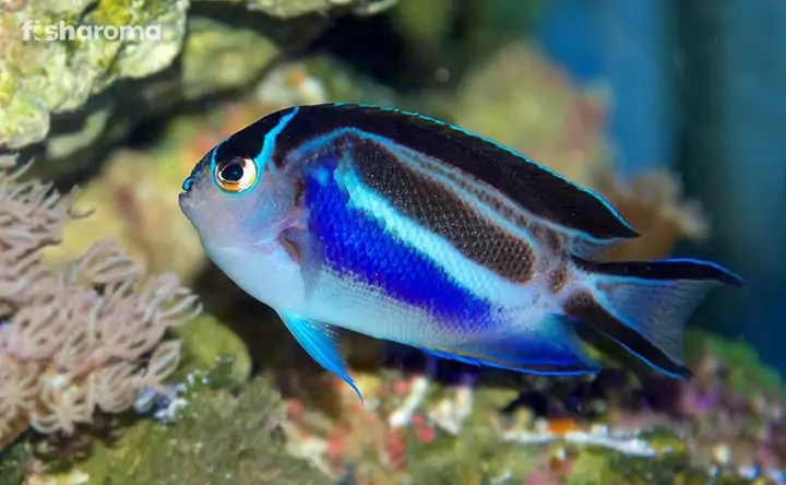 Ornate Angelfish | NatureRules1 Wiki | Fandom