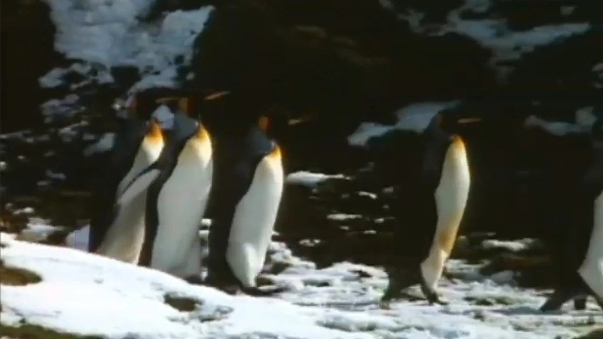 Penguin Palooza | NatureRules1 Wiki | Fandom