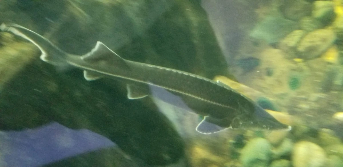 Sterlet | NatureRules1 Wiki | Fandom