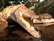 Orinoco Crocodile | NatureRules1 Wiki | Fandom
