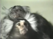 Common Marmoset | NatureRules1 Wiki | Fandom