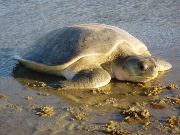 Flatback Sea Turtle | NatureRules1 Wiki | Fandom