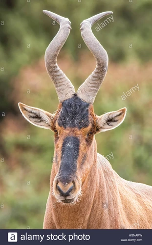 Red Hartebeest | NatureRules1 Wiki | Fandom