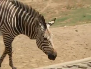 Mountain Zebra | NatureRules1 Wiki | Fandom