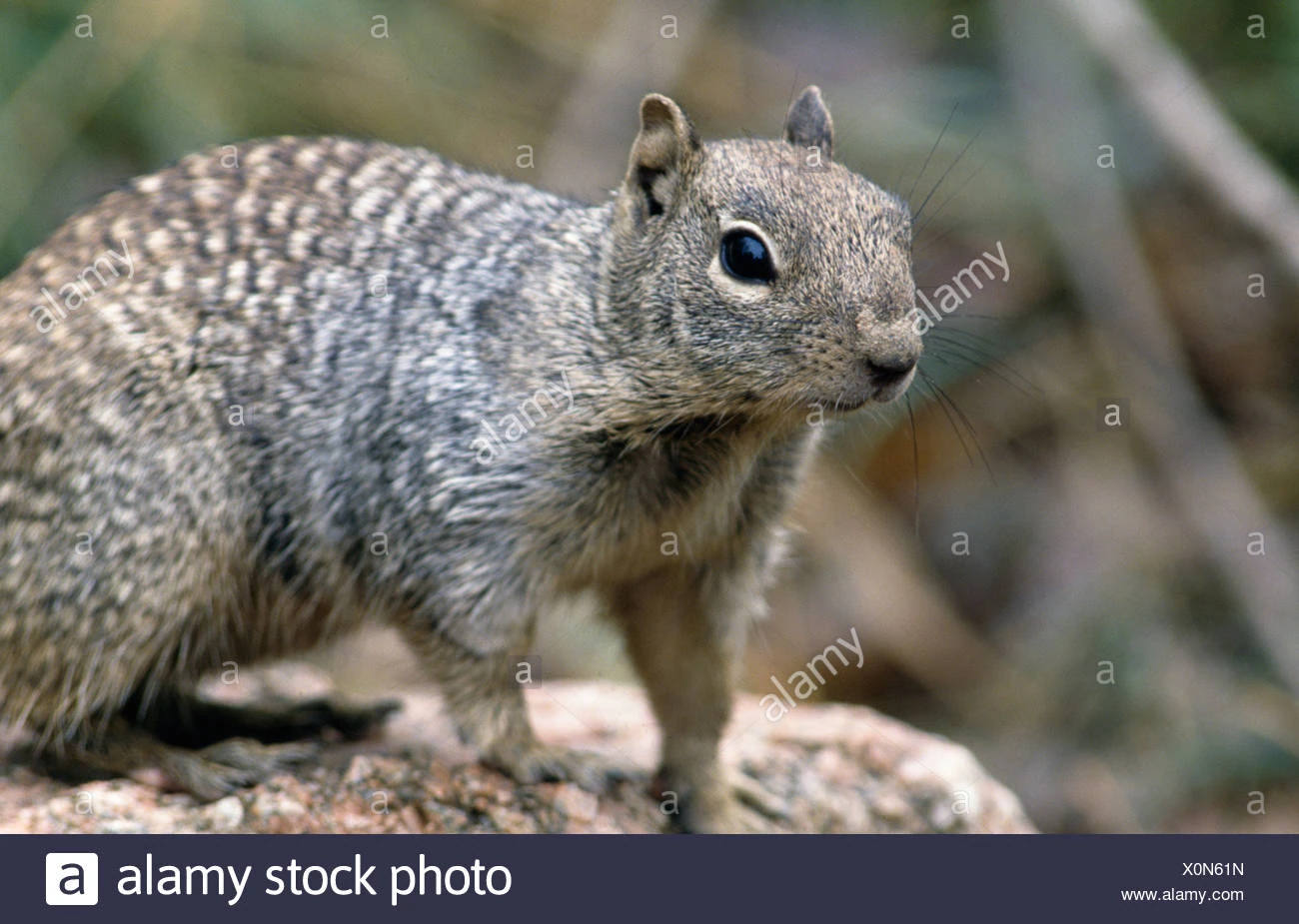 Spotted Ground Squirrel