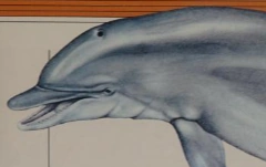 Kobe Suma Seaworld | NatureRules1 Wiki | Fandom