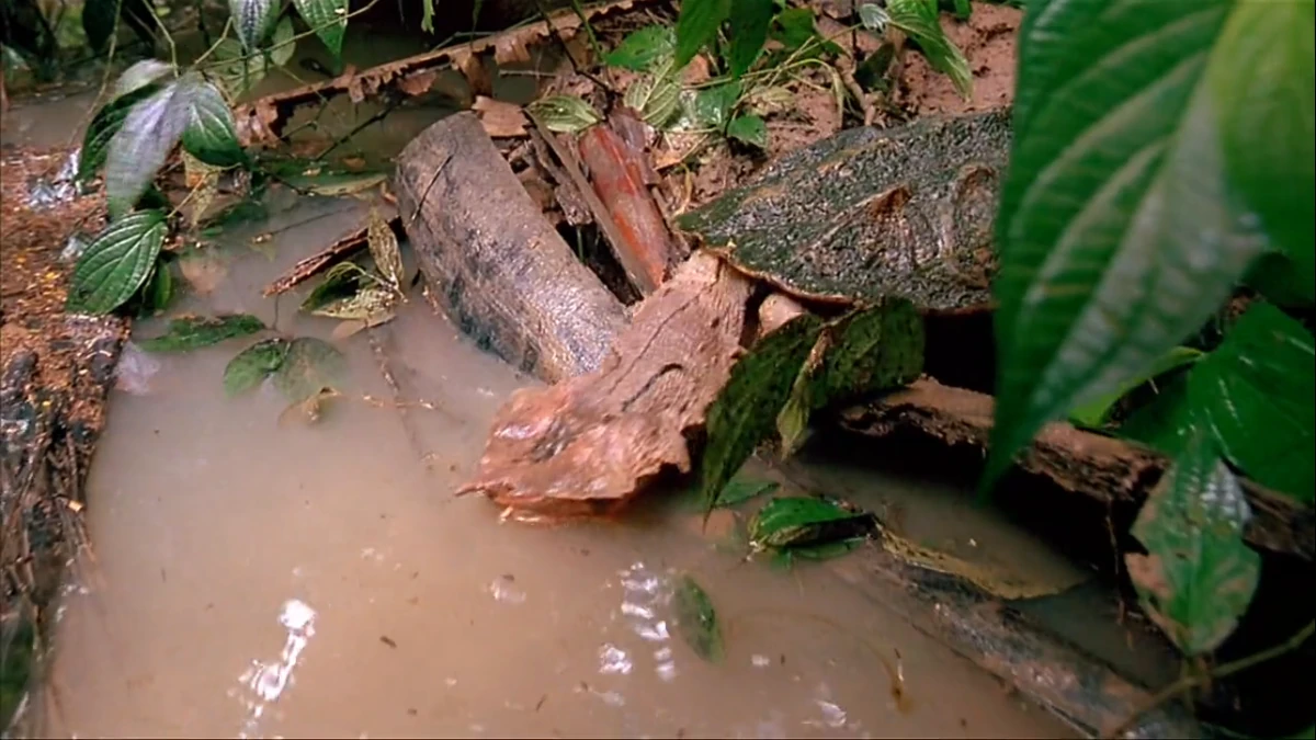 Reptile Walk | NatureRules1 Wiki | Fandom