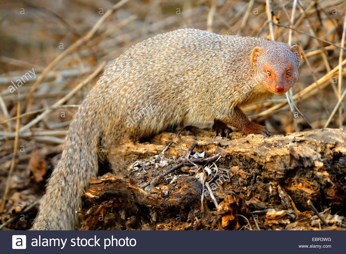 Indian Grey Mongoose | NatureRules1 Wiki | Fandom