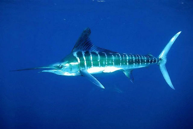 Striped Marlin | NatureRules1 Wiki | Fandom