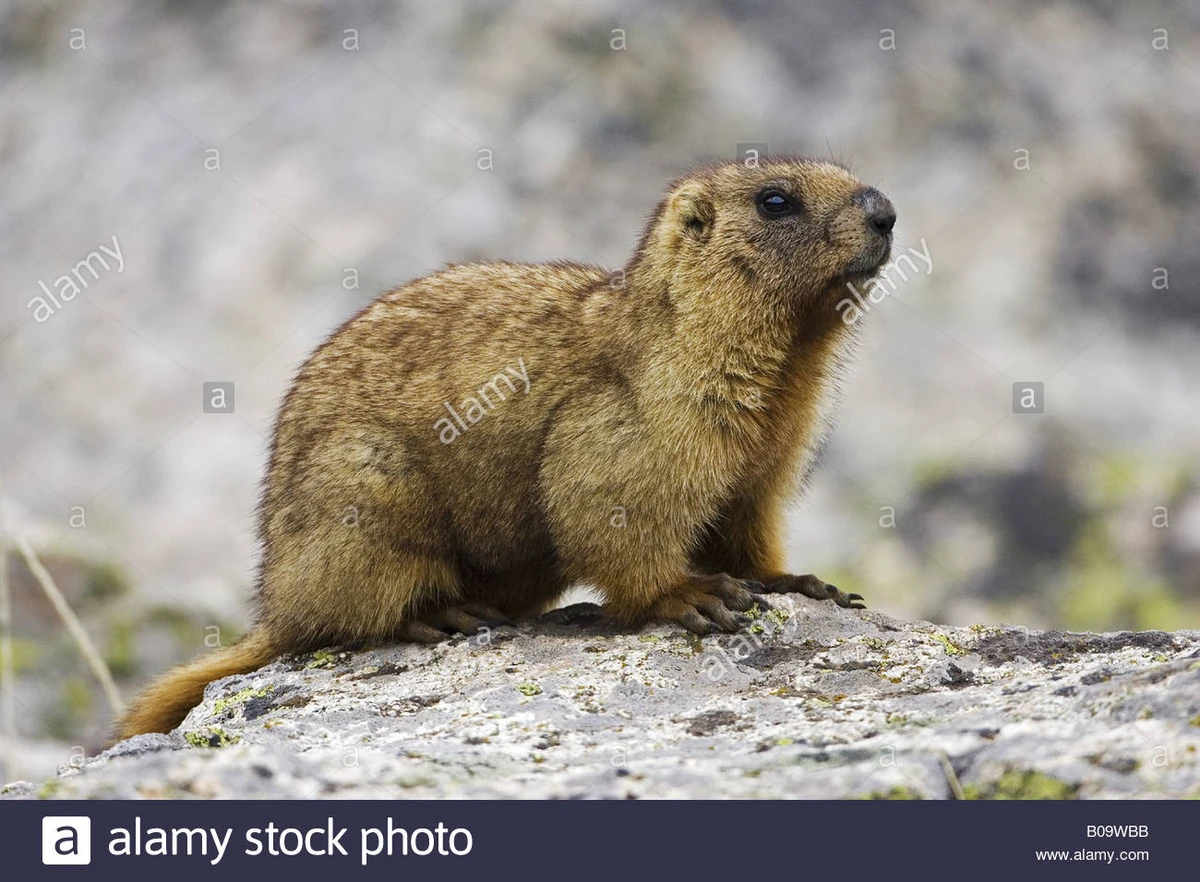 Long-tailed Marmot | NatureRules1 Wiki | Fandom