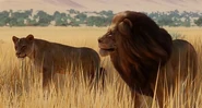 Lion | NatureRules1 Wiki | Fandom