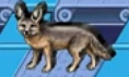 Kit Fox | NatureRules1 Wiki | Fandom