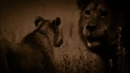 Transvaal Lion | NatureRules1 Wiki | Fandom
