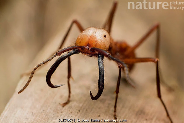 Army Ant | NatureRules1 Wiki | Fandom