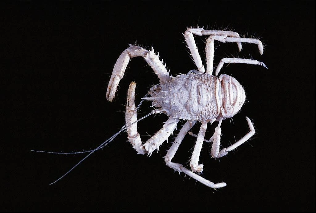 Munidopsis Verrilli | NatureRules1 Wiki | Fandom