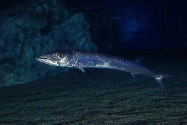 Blacksail Snake Mackerel | NatureRules1 Wiki | Fandom