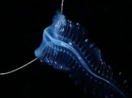 Tomopteris | NatureRules1 Wiki | Fandom