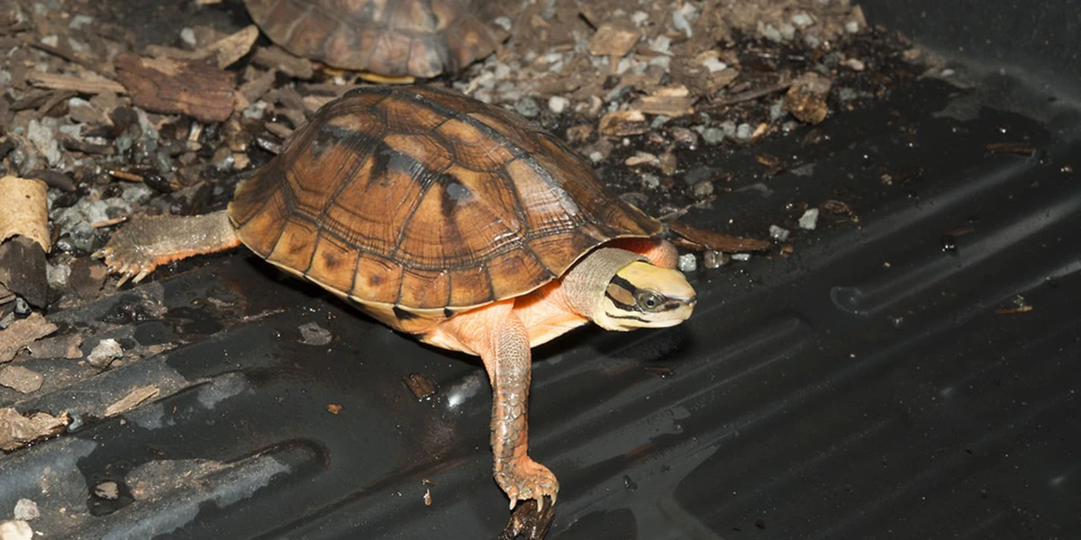 Golden Coin Turtle | NatureRules1 Wiki | Fandom