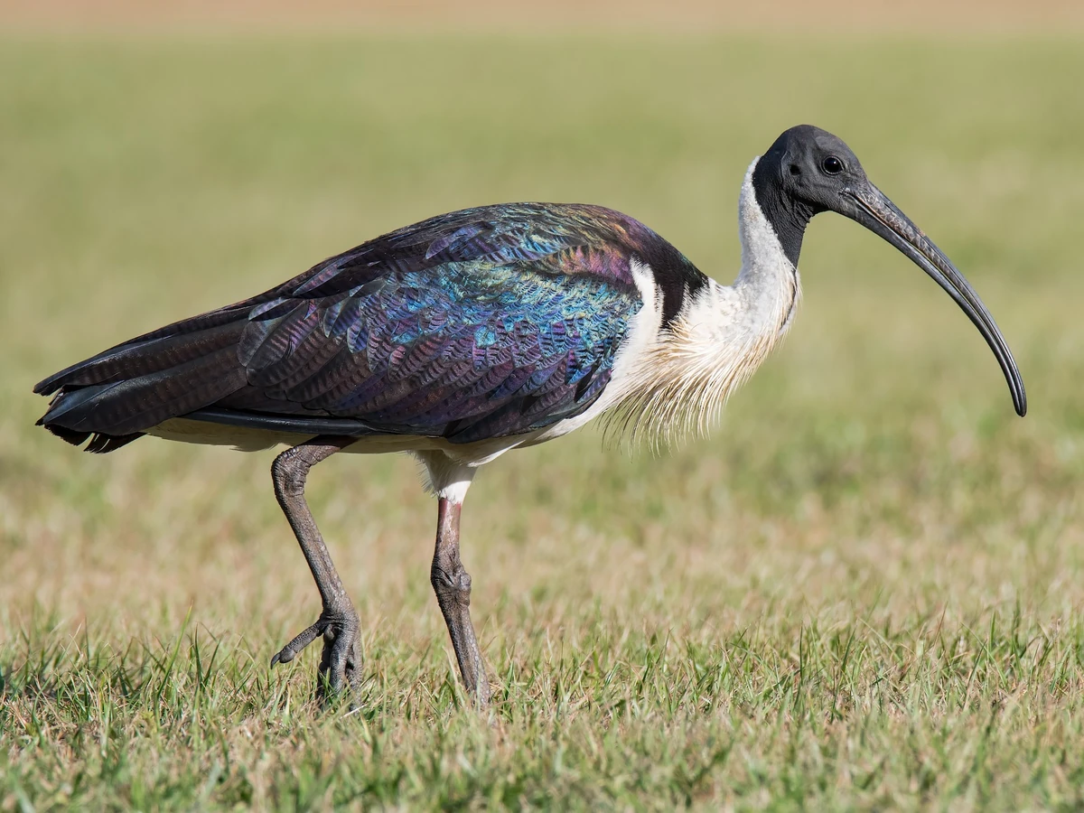Straw-necked Ibis | NatureRules1 Wiki | Fandom