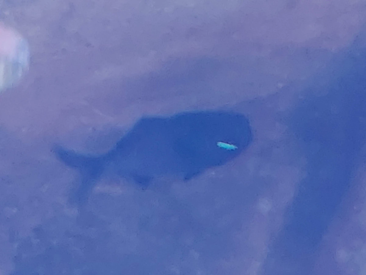 Splitfin Flashlightfish | NatureRules1 Wiki | Fandom