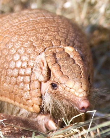 Southern Three-banded Armadillo | NatureRules1 Wiki | Fandom