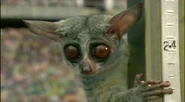 Senegal Bushbaby | NatureRules1 Wiki | Fandom