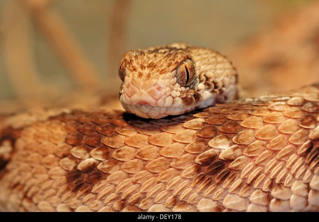Ocellated Carpet Viper | NatureRules1 Wiki | Fandom