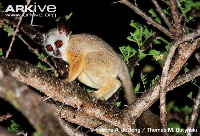 Somali Bushbaby | NatureRules1 Wiki | Fandom