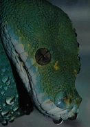 Green Tree Python | NatureRules1 Wiki | Fandom