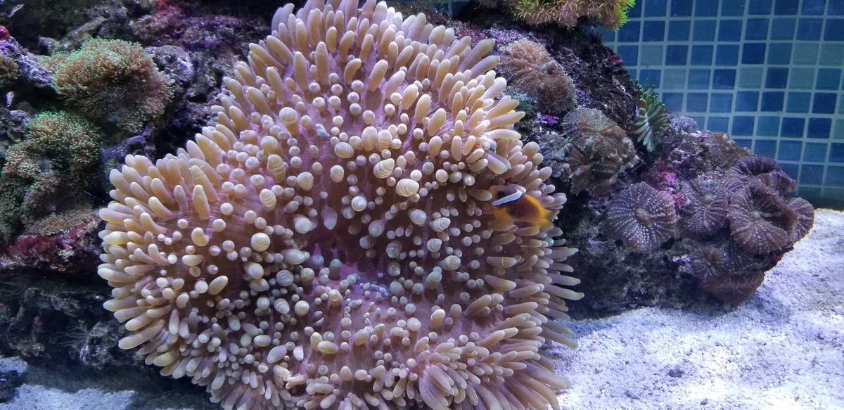 Haddon's Carpet Anemone | NatureRules1 Wiki | Fandom