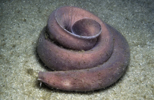 Pacific Hagfish Habitat