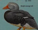 Falkland Steamer Duck | NatureRules1 Wiki | Fandom