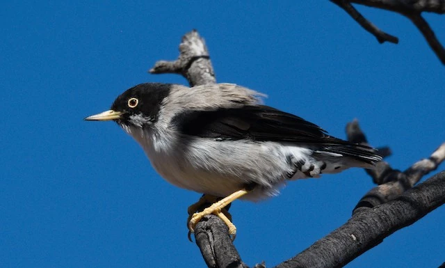Varied Sittella | NatureRules1 Wiki | Fandom