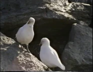 Snowy Sheathbill | NatureRules1 Wiki | Fandom