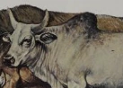 Zebu | NatureRules1 Wiki | Fandom